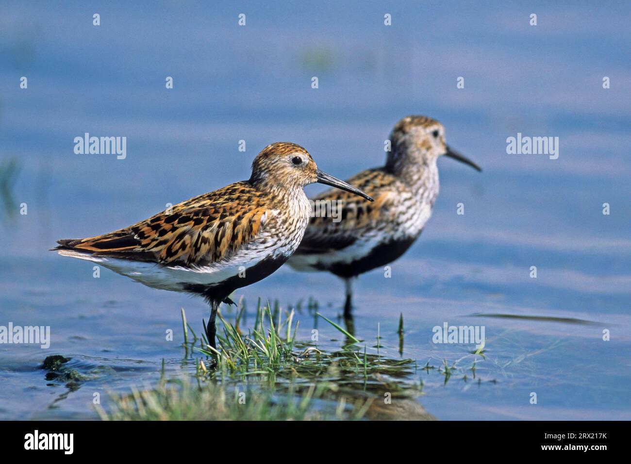 Dunlin, adult birds in breeding plumage show the distinctive black ...
