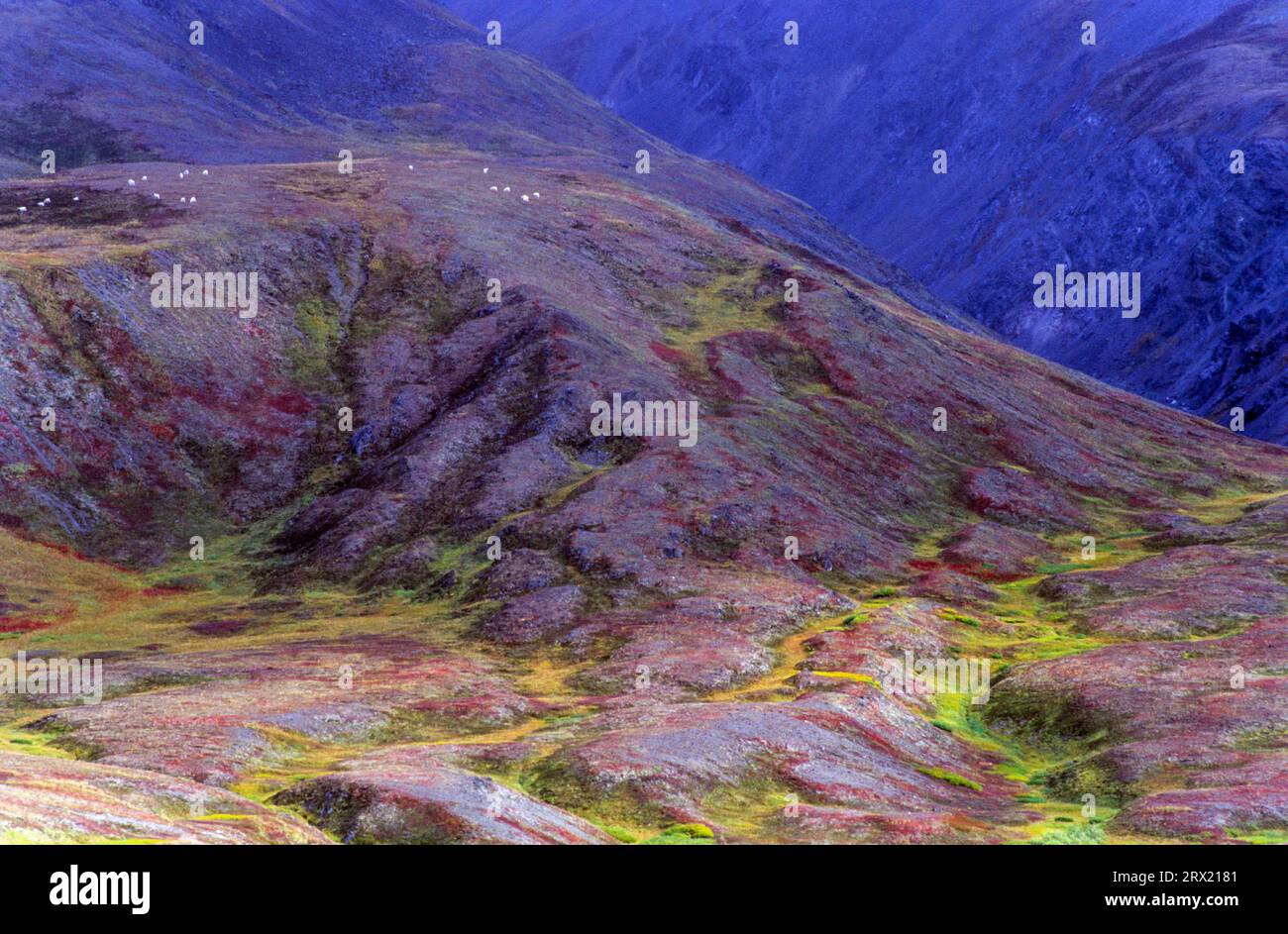 Dall sheep on the flanks of the Alaska Range in autumnal tundra, Dall ...