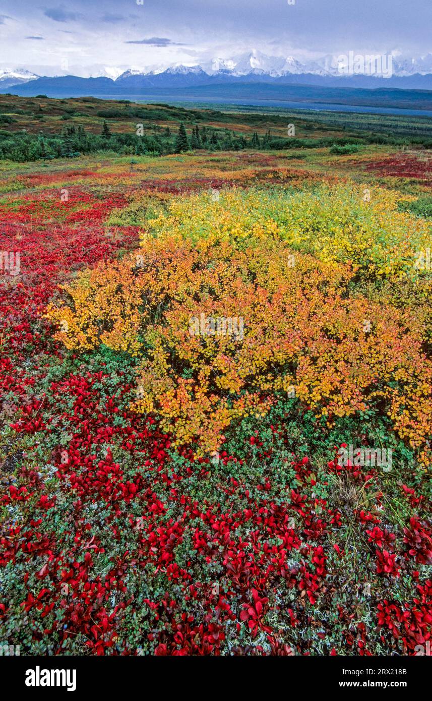 Tundra landscape with Dwarf Birches and Alpine Bearberry in Indian ...