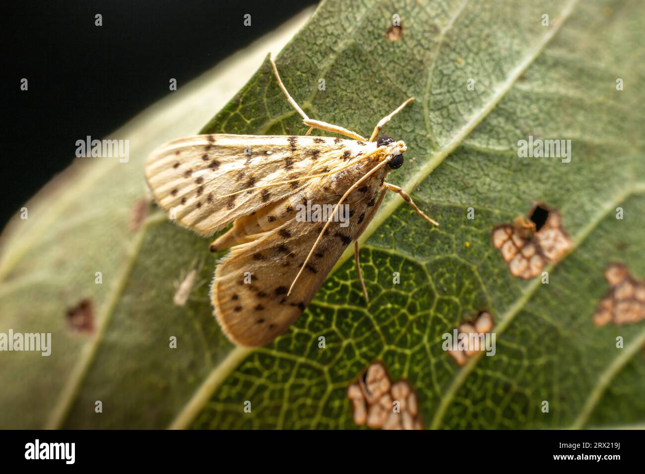 Peach borer hi-res stock photography and images - Alamy