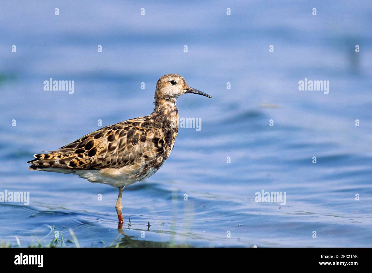 Ruff in winter plumage hi-res stock photography and images - Alamy