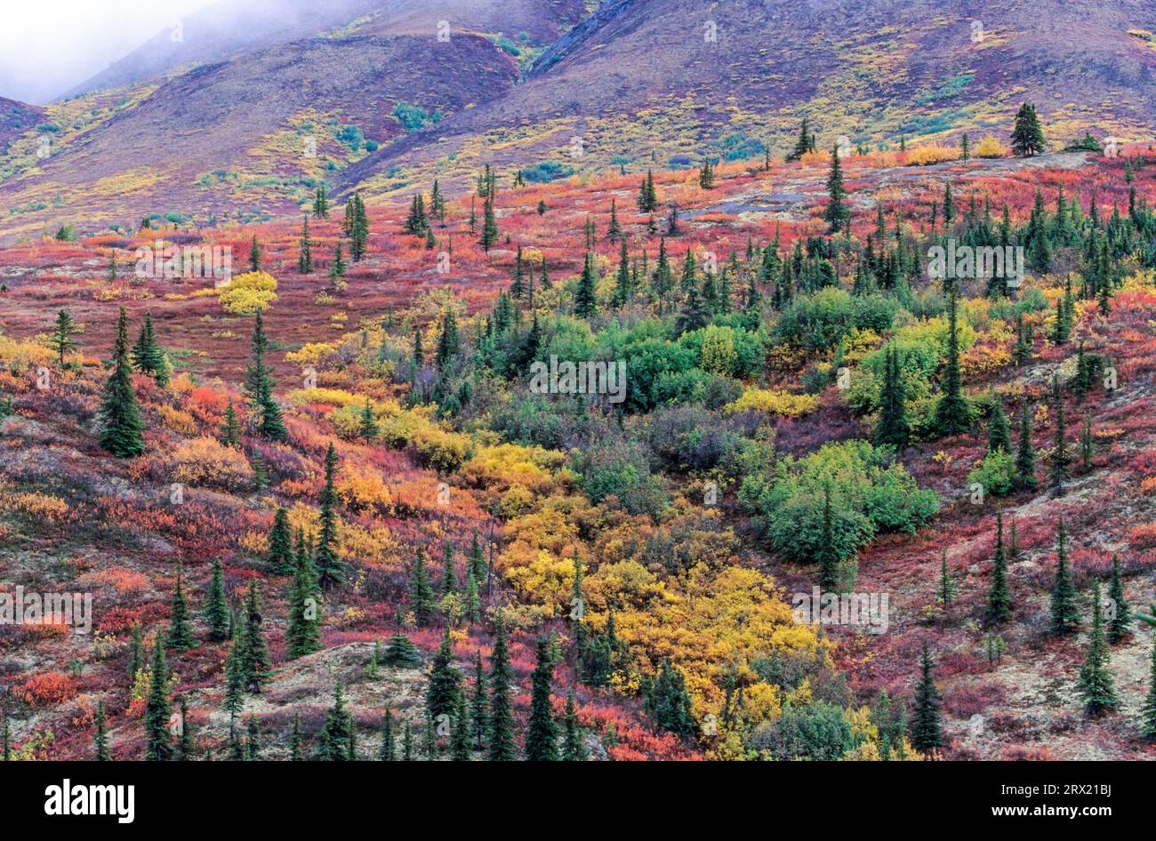 Tundra landscape in autumn, Tundra landscape in indian summer, Denali ...