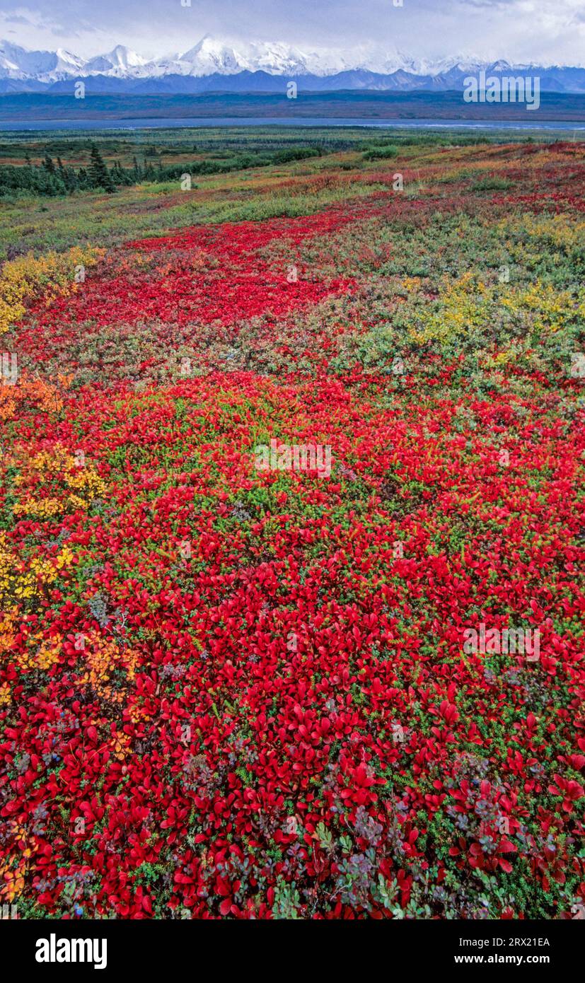 Tundra landscape with Alpine Bearberry in Indian summer, Denali ...