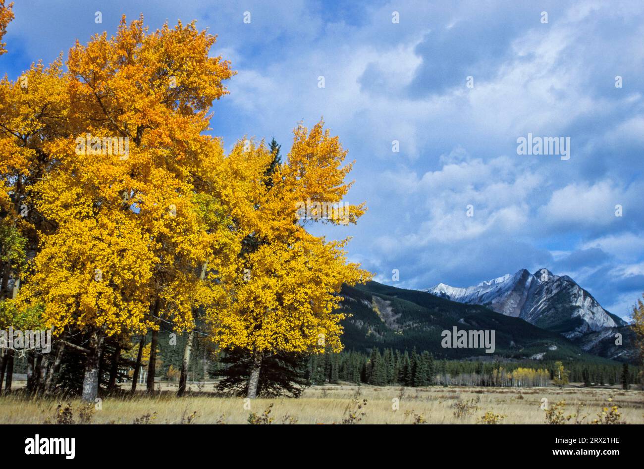 American aspen at indian summer hi-res stock photography and images - Alamy