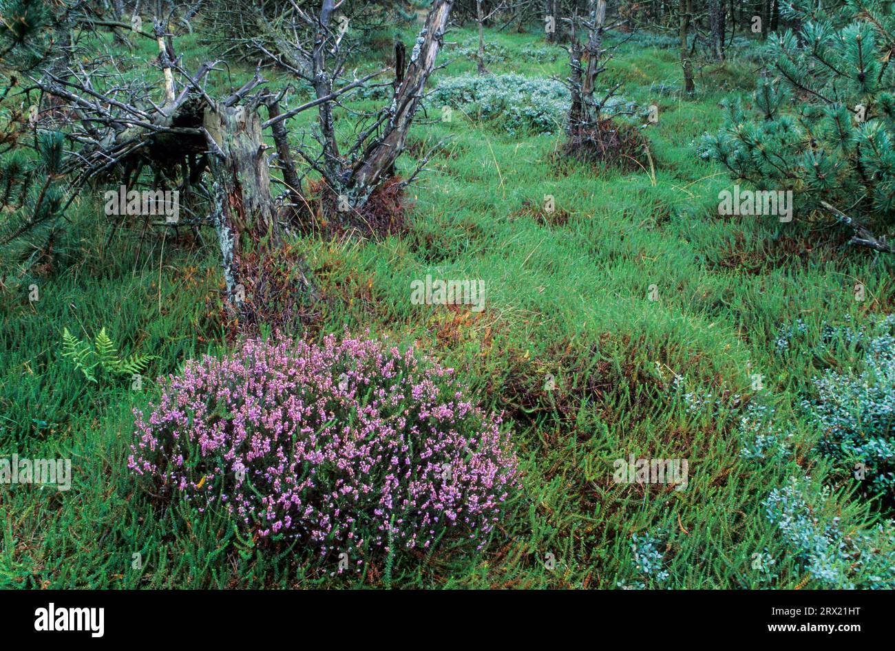 Dwarf shrub heath area hi-res stock photography and images - Alamy