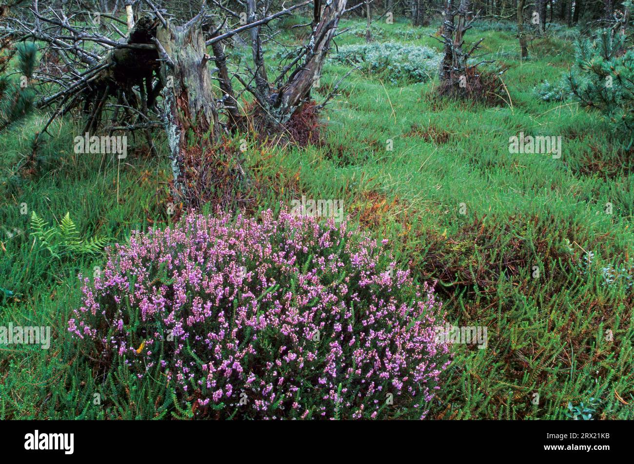 Dwarf broom hi-res stock photography and images - Alamy