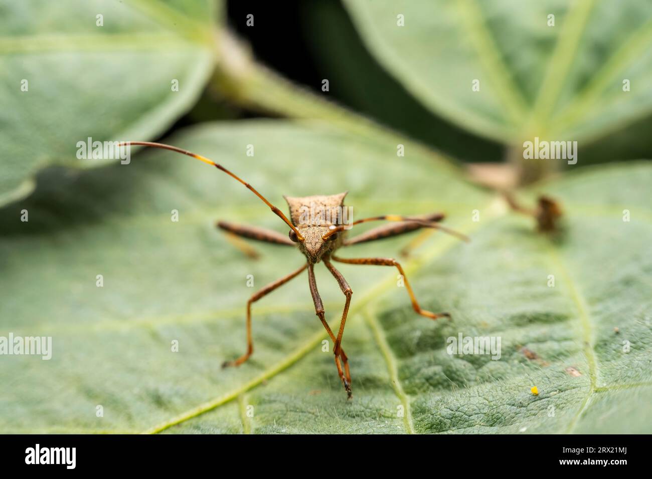 Riptortus hi-res stock photography and images - Alamy