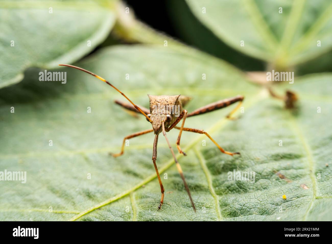 Riptortus hi-res stock photography and images - Alamy