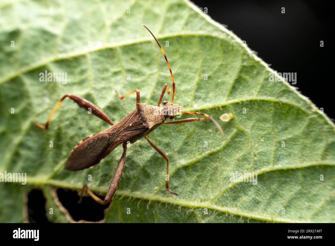 Riptortus hi-res stock photography and images - Alamy