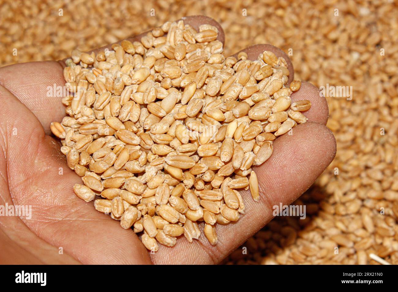 Wheat seeds grain set hi-res stock photography and images - Alamy