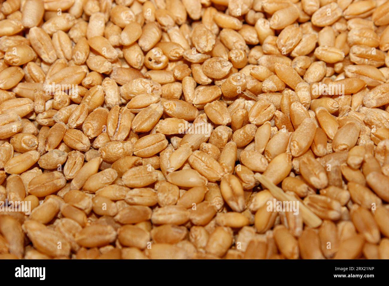 Wheat seeds image with selective focus Stock Photo - Alamy