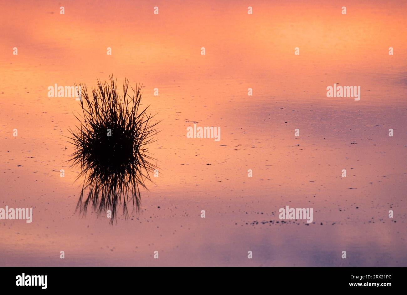 Salz-Schlickgras im Wattenmeer an der Nordseekueste, Common Cord-grass ...