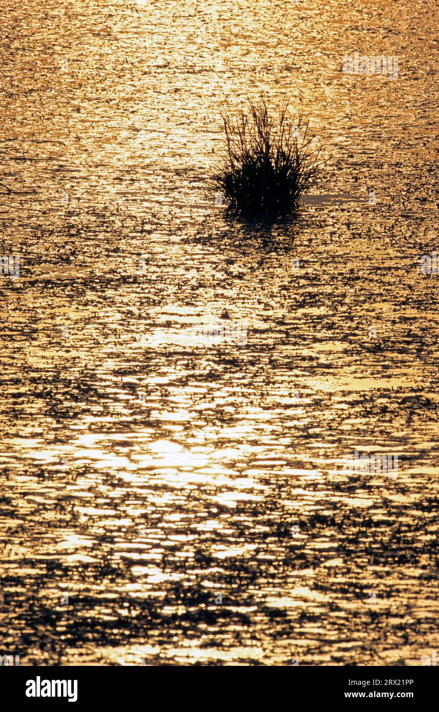 Salz schlickgras hi-res stock photography and images - Alamy