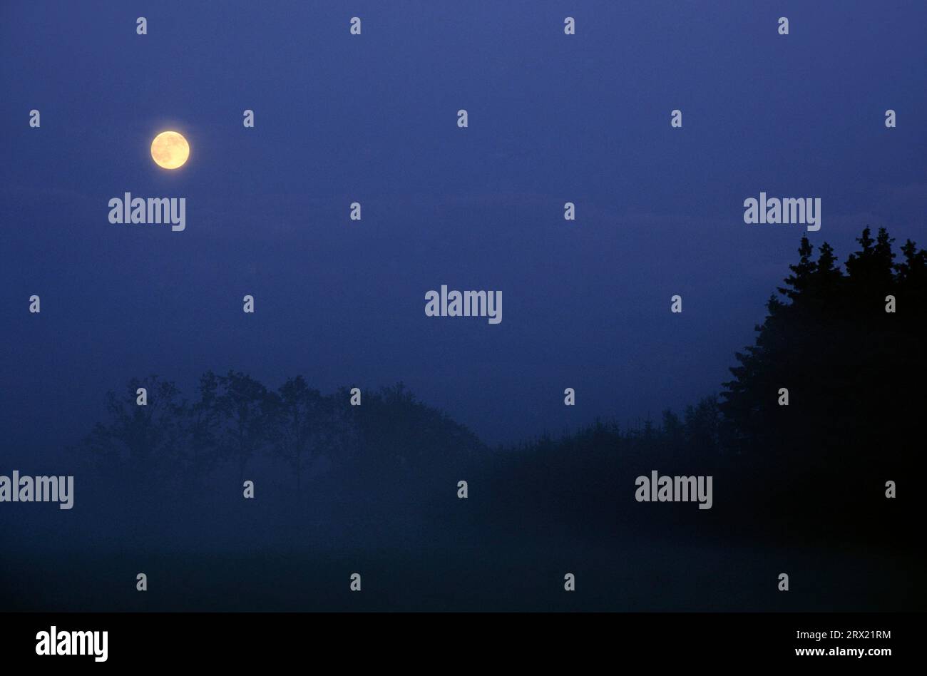 Full moon over spruce forest in the night sky, Wacken, Schleswig ...