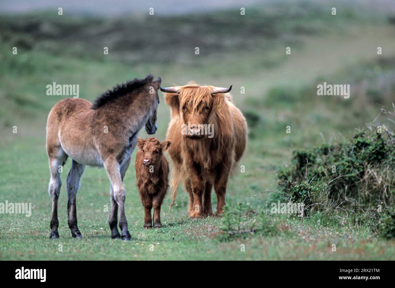 Scottish Highland Cattle, the mother's milk has a high butterfat ...