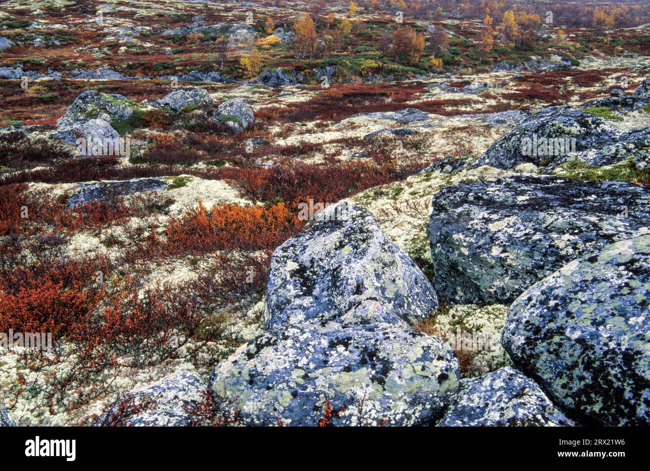 Tundra landscape in autumn, Indian summer in the tundra, Dovrefjell ...