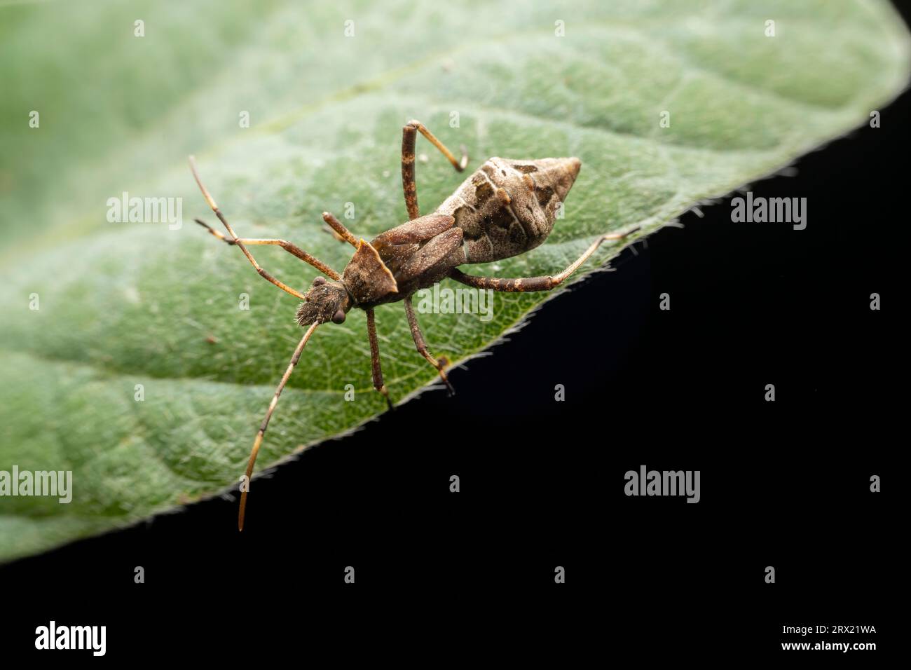 Riptortus hi-res stock photography and images - Alamy