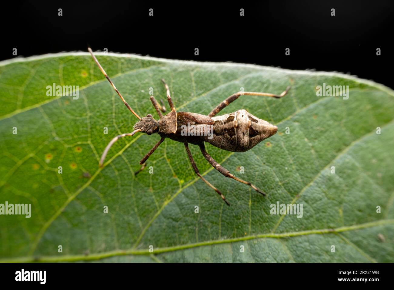 Riptortus hi-res stock photography and images - Alamy