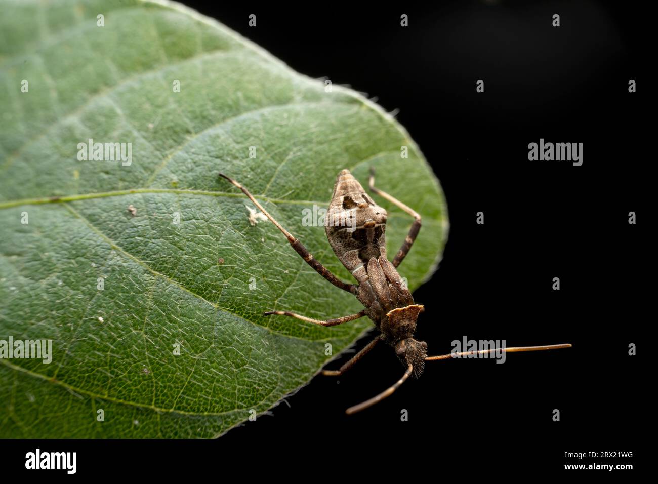 Riptortus hi-res stock photography and images - Alamy