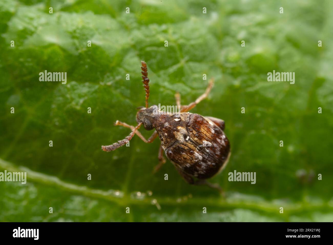 Bean weevil hi-res stock photography and images - Alamy