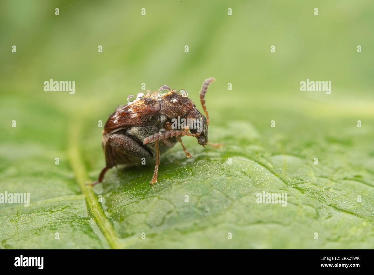 Bean weevil hi-res stock photography and images - Alamy