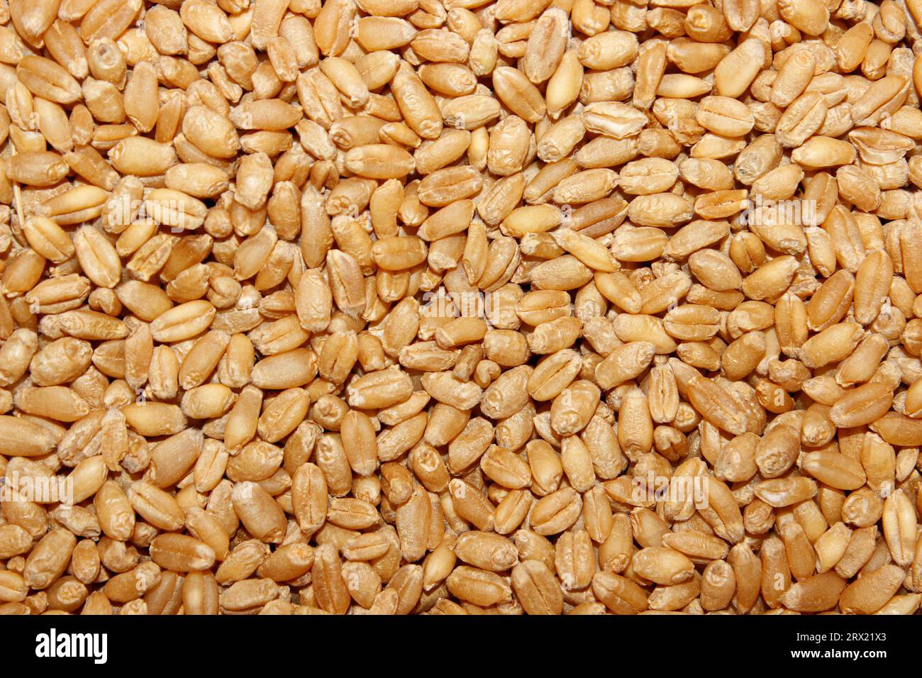 Wheat seeds grain set hi-res stock photography and images - Alamy