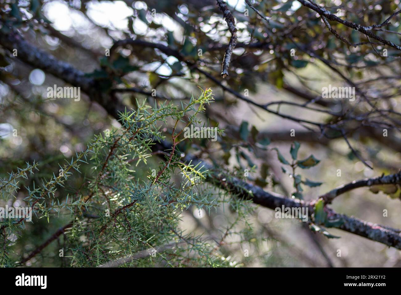 Medicine and botany hi-res stock photography and images - Alamy