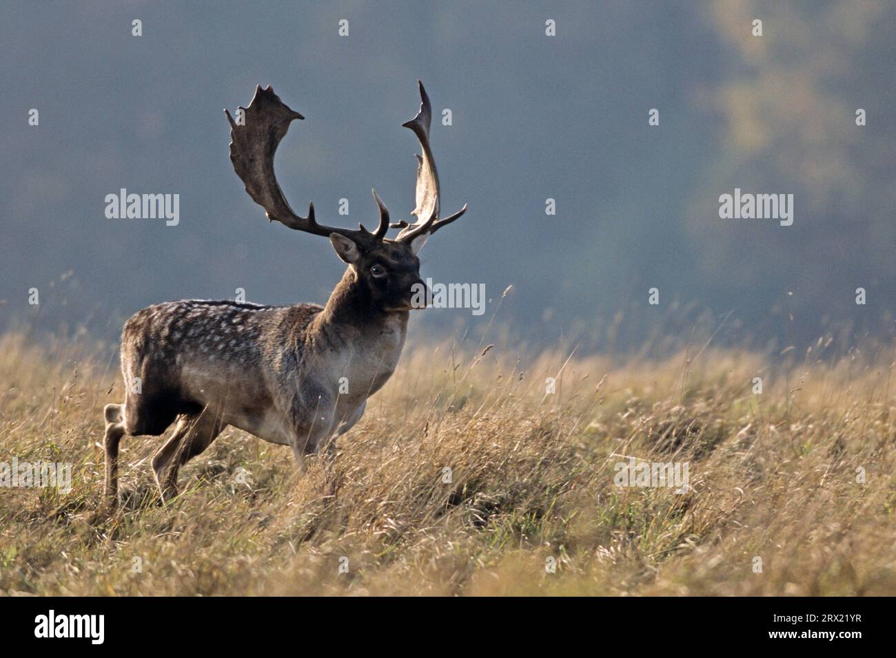 Fallow deer (Dama dama) are very social animals (Photo fallow deer ...