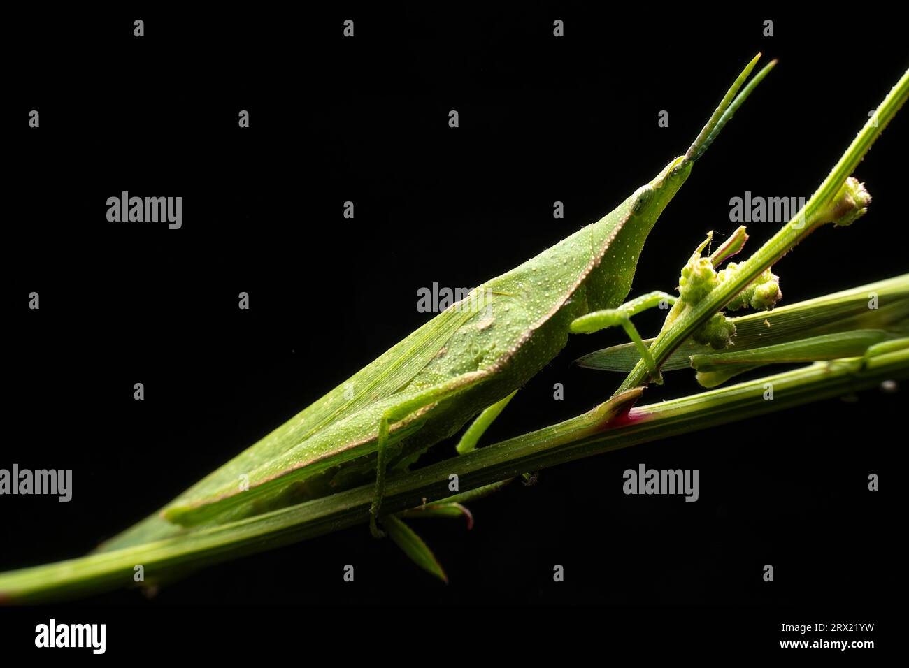 Atractomorpha sinensis bolivar hi-res stock photography and images - Alamy