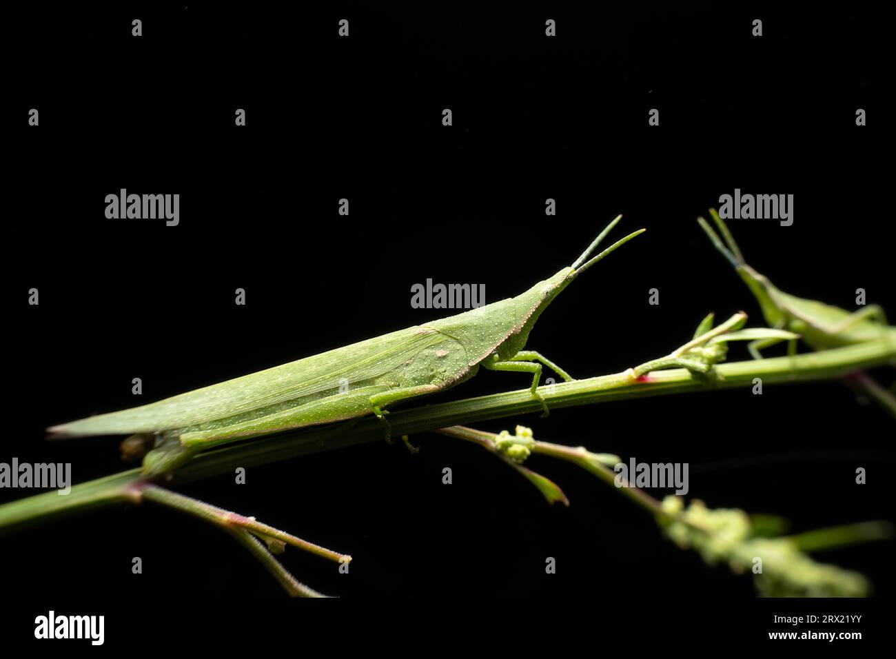 Atractomorpha sinensis bolivar hi-res stock photography and images - Alamy