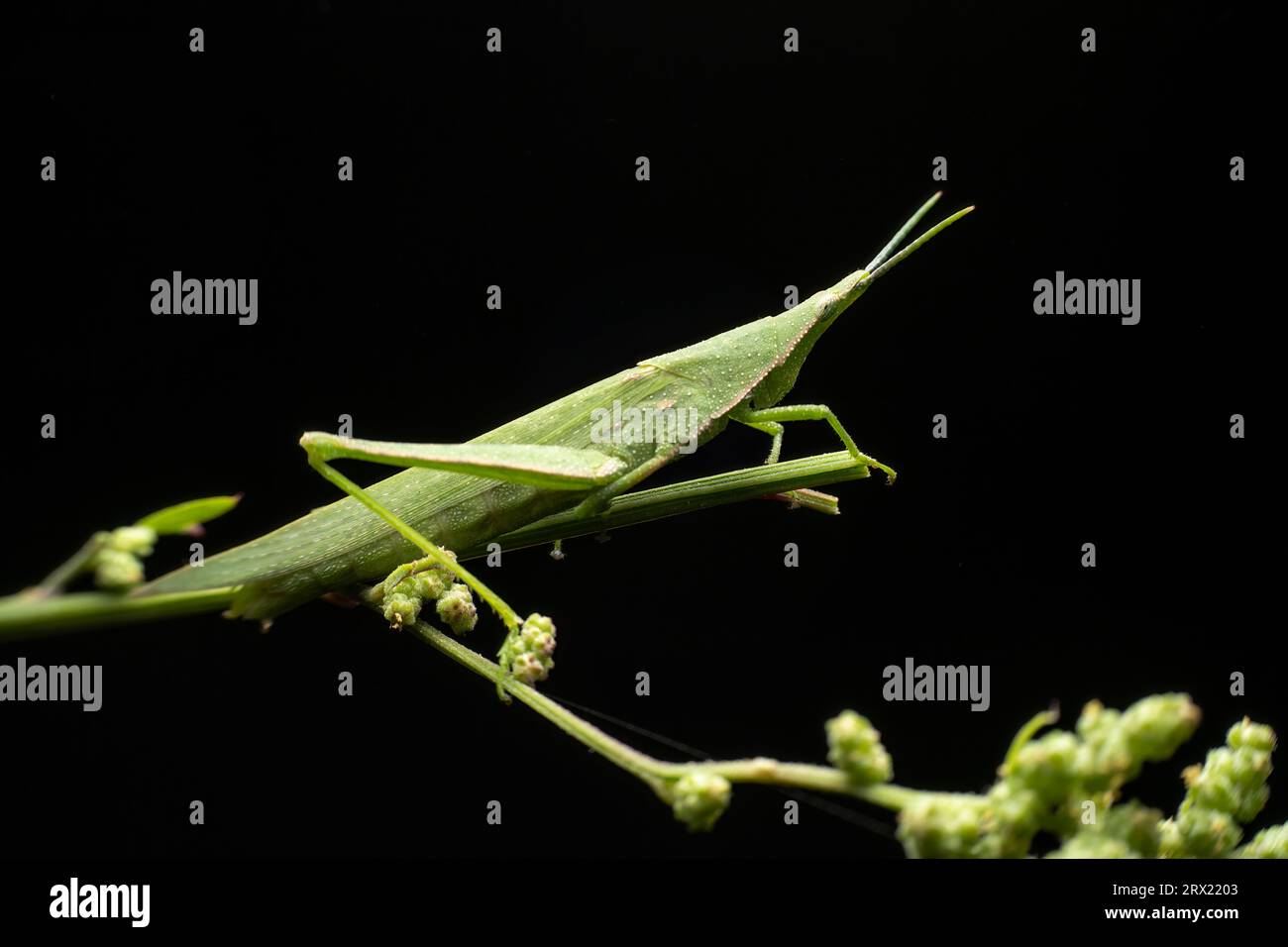 Atractomorpha sinensis bolivar hi-res stock photography and images - Alamy