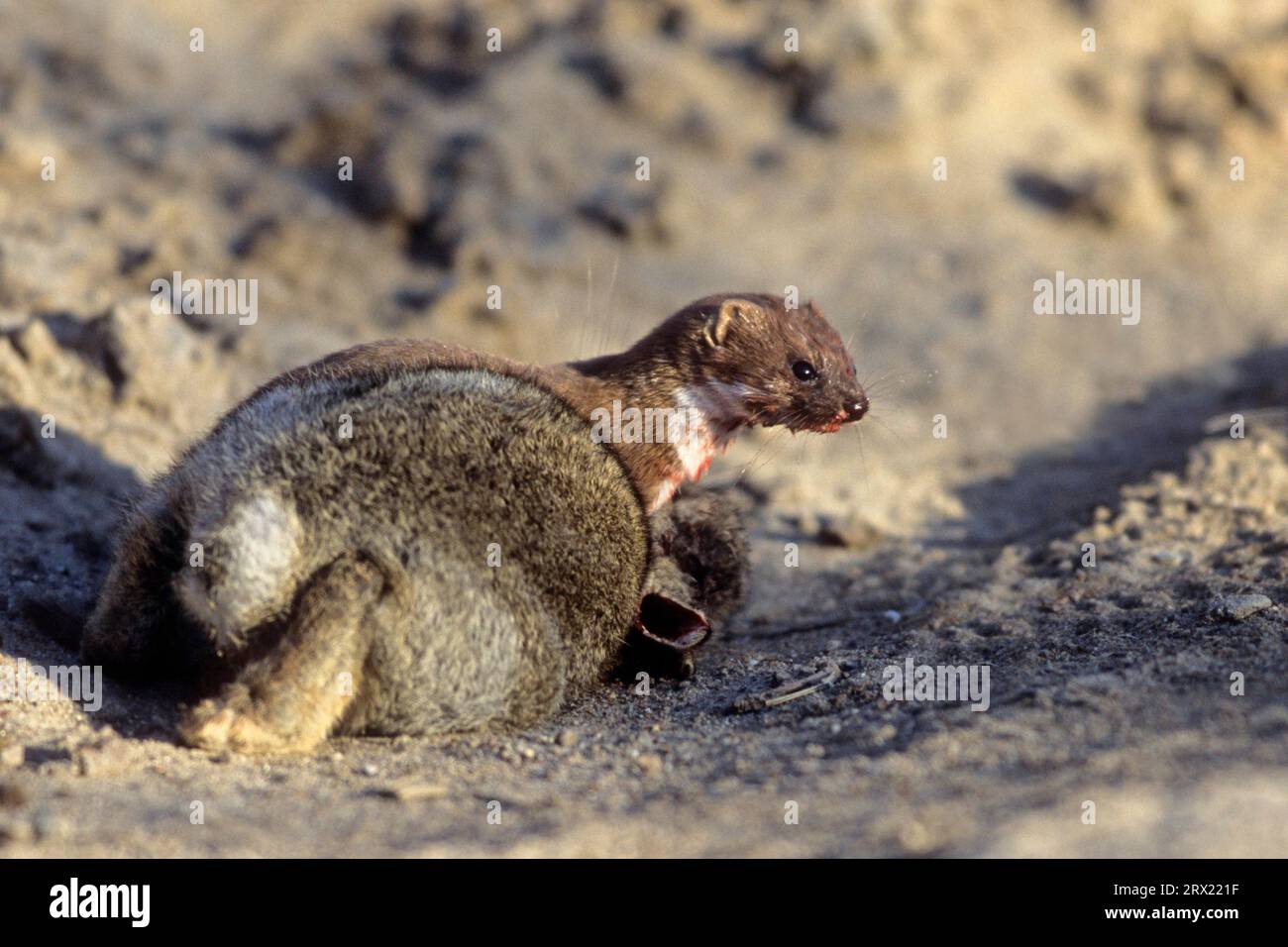 Least weasel (Mustela nivalis) in some areas young european rabbit ...