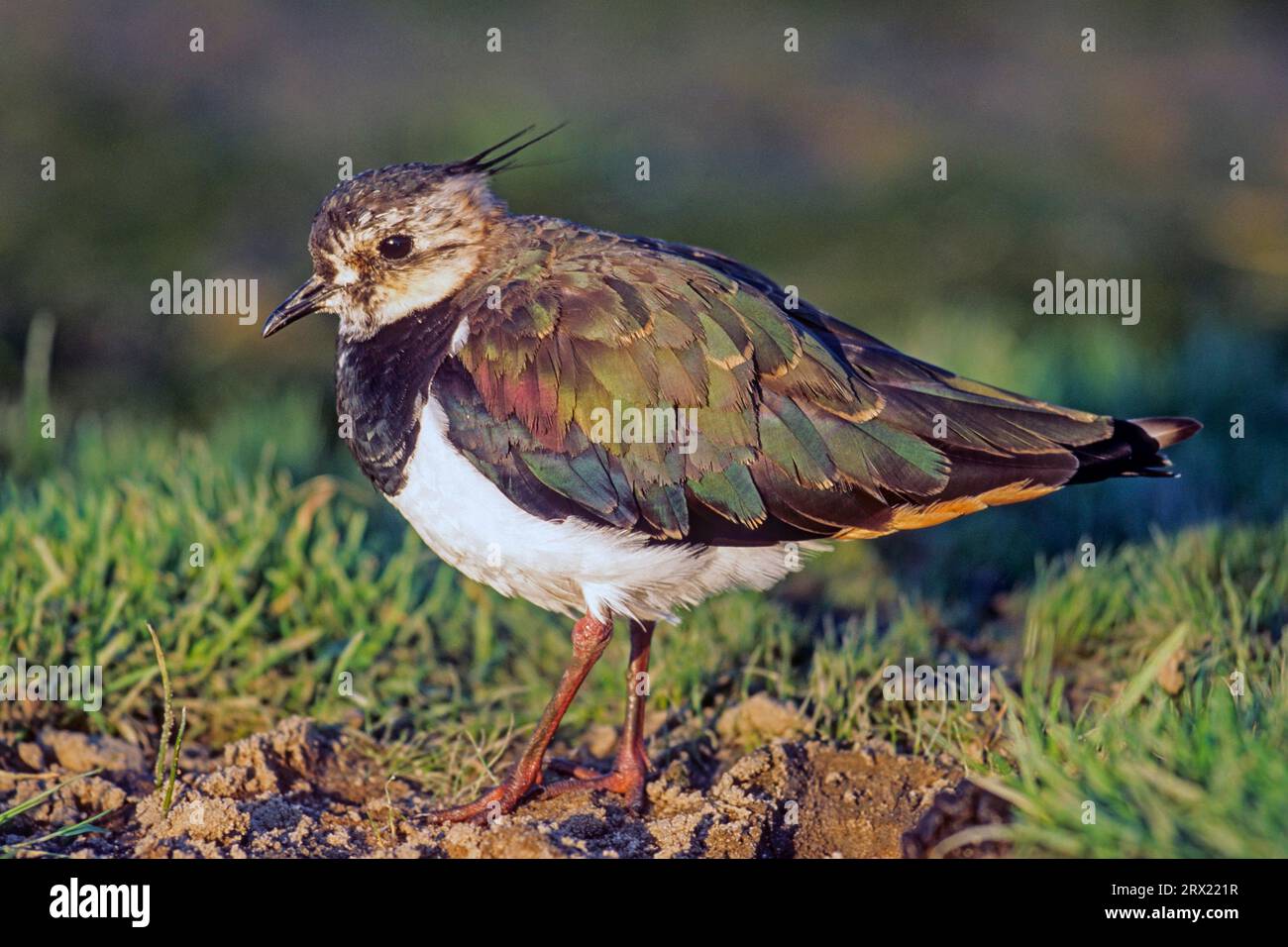 Northern Lapwing, in winter, it forms huge flocks in open land (Peewit ...