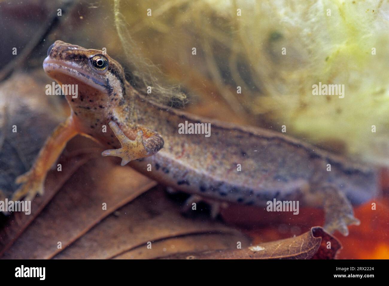 (captive), Pond Newt the larvae feed predatorily on aquatic insects and ...
