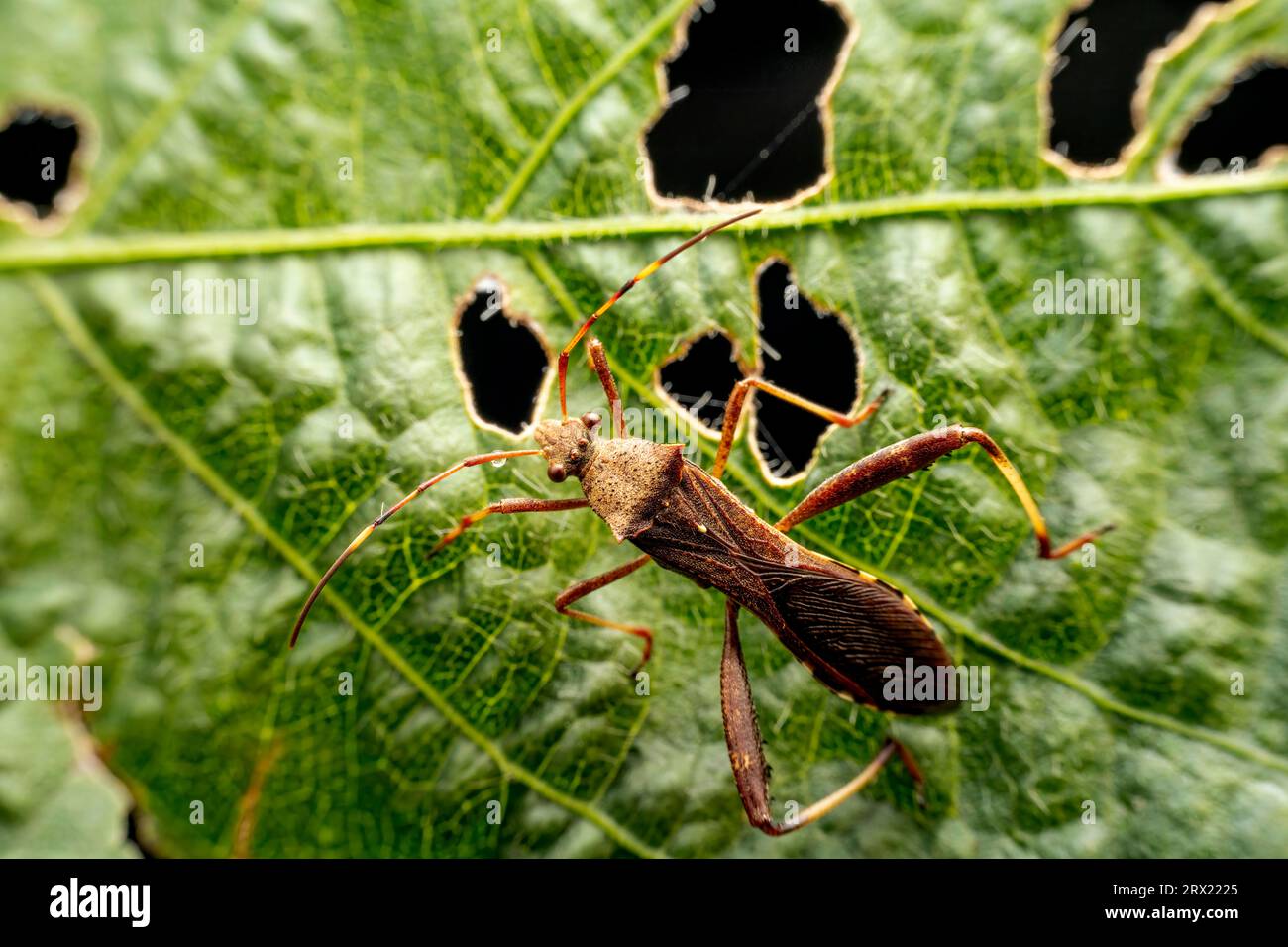 Riptortus hi-res stock photography and images - Alamy