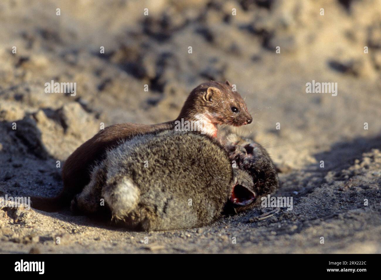 Large prey hi-res stock photography and images - Alamy