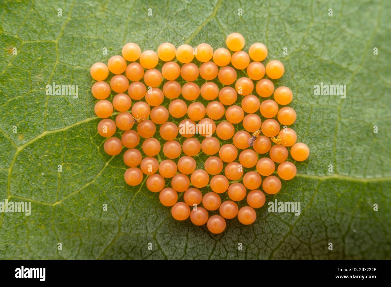 trichogramma crawling on insect eggs Stock Photo - Alamy
