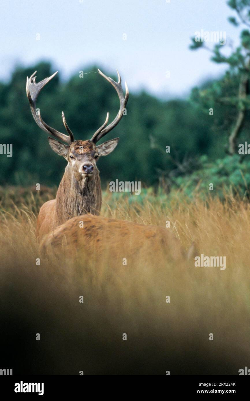 Pig mating hi-res stock photography and images - Alamy