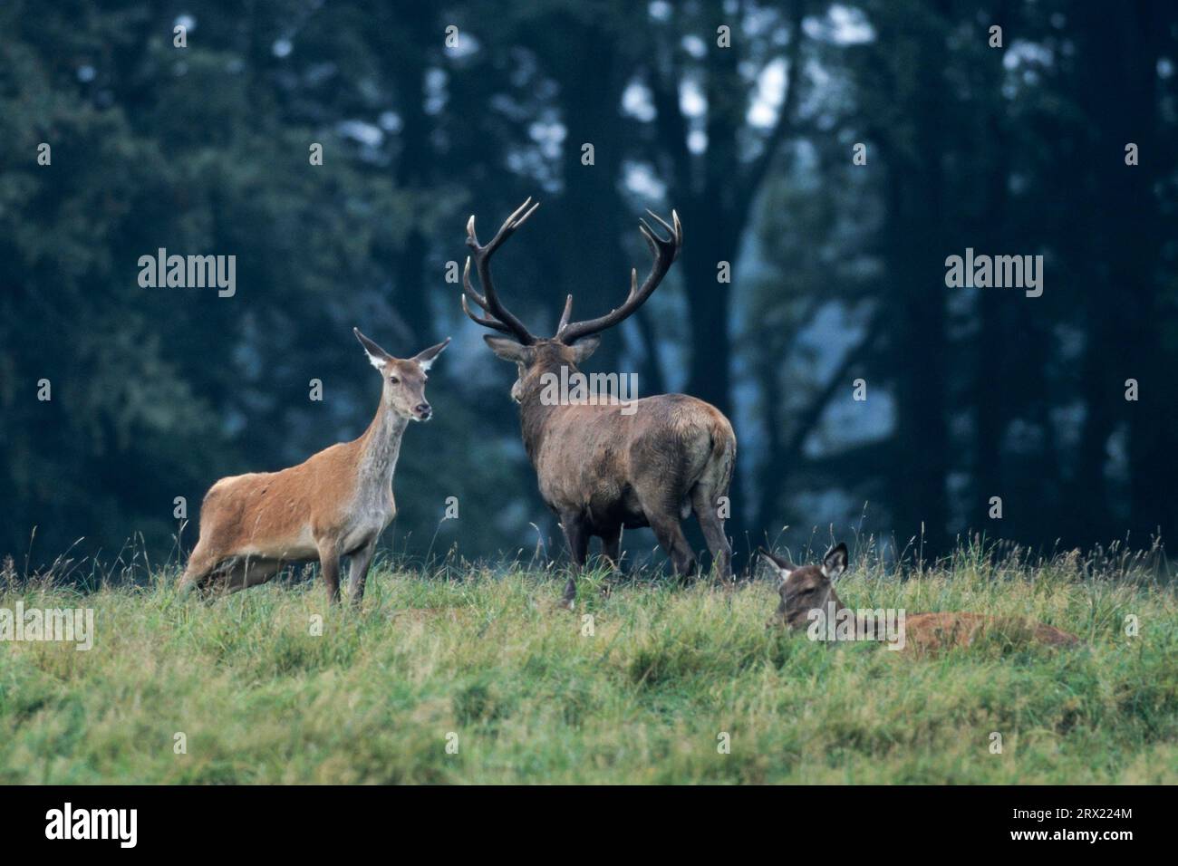 Red deer, young and sick animals can also be preyed upon by brown bear ...