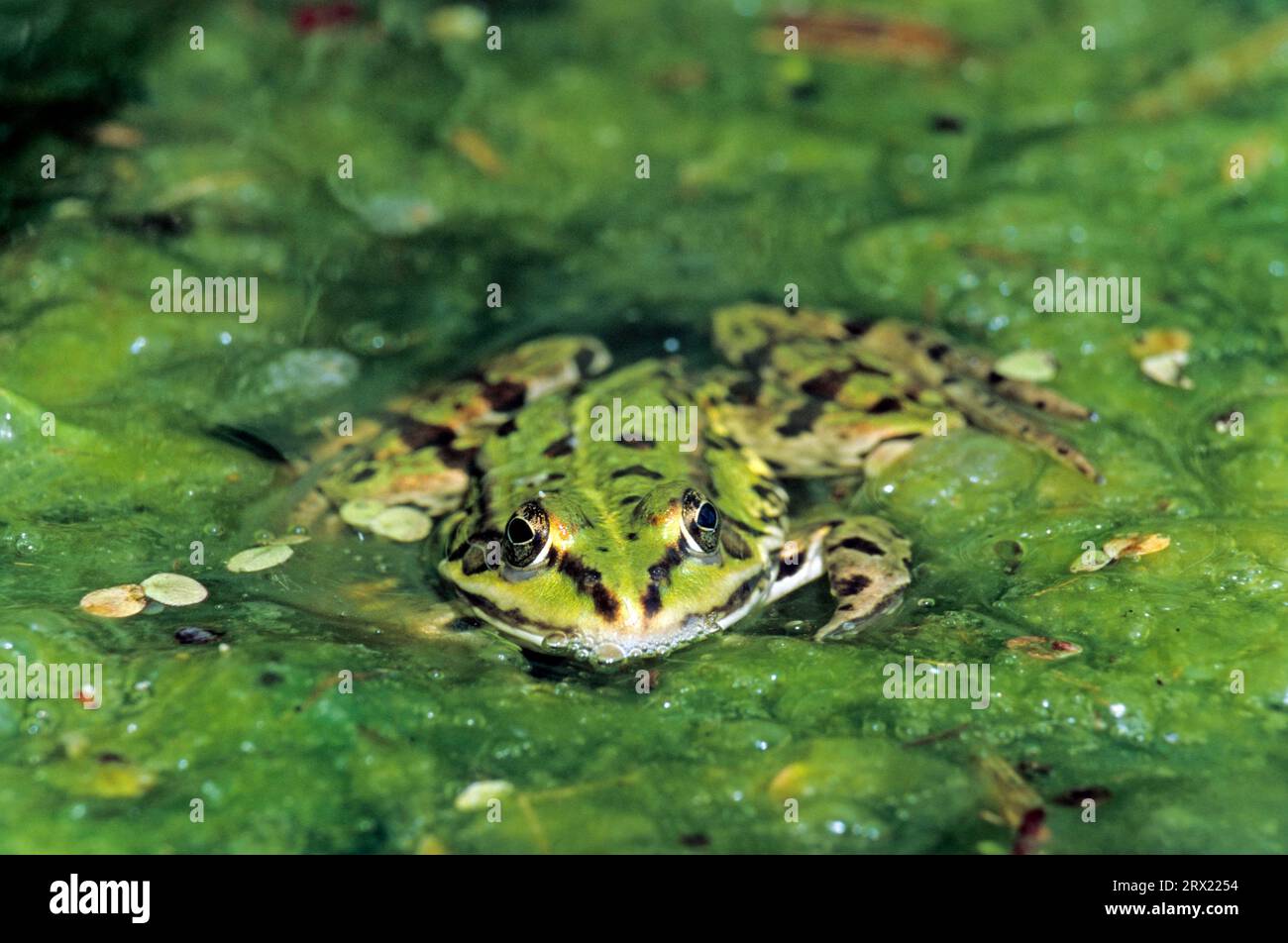 Green frog triploid animals are crucial for a healthy population, as ...