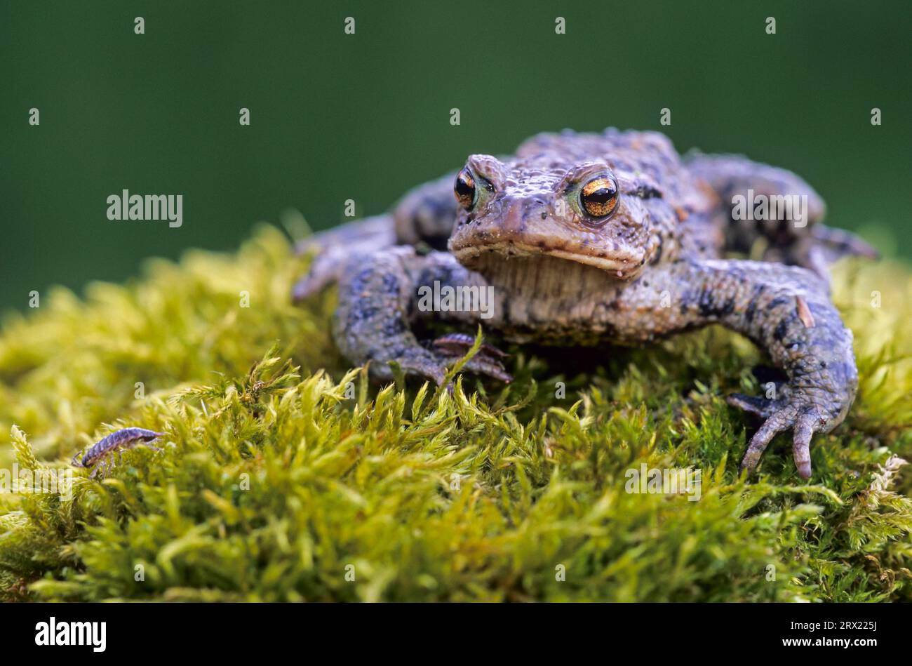 Common Toad (Bufo bufo) the females are often much larger than the ...