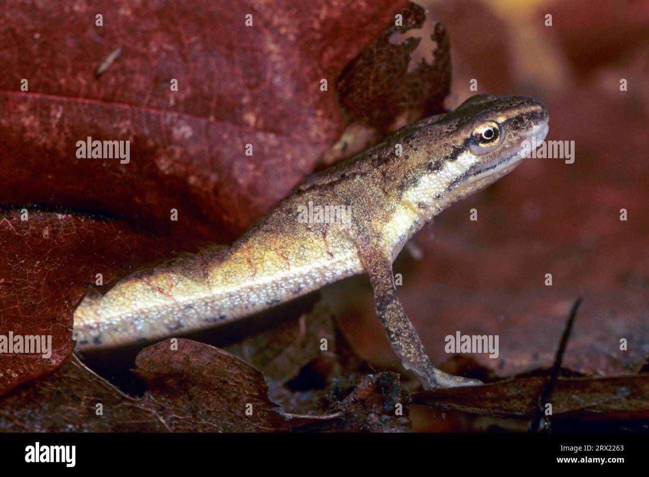Smooth newt lissotriton vulgaris eggs hi-res stock photography and ...