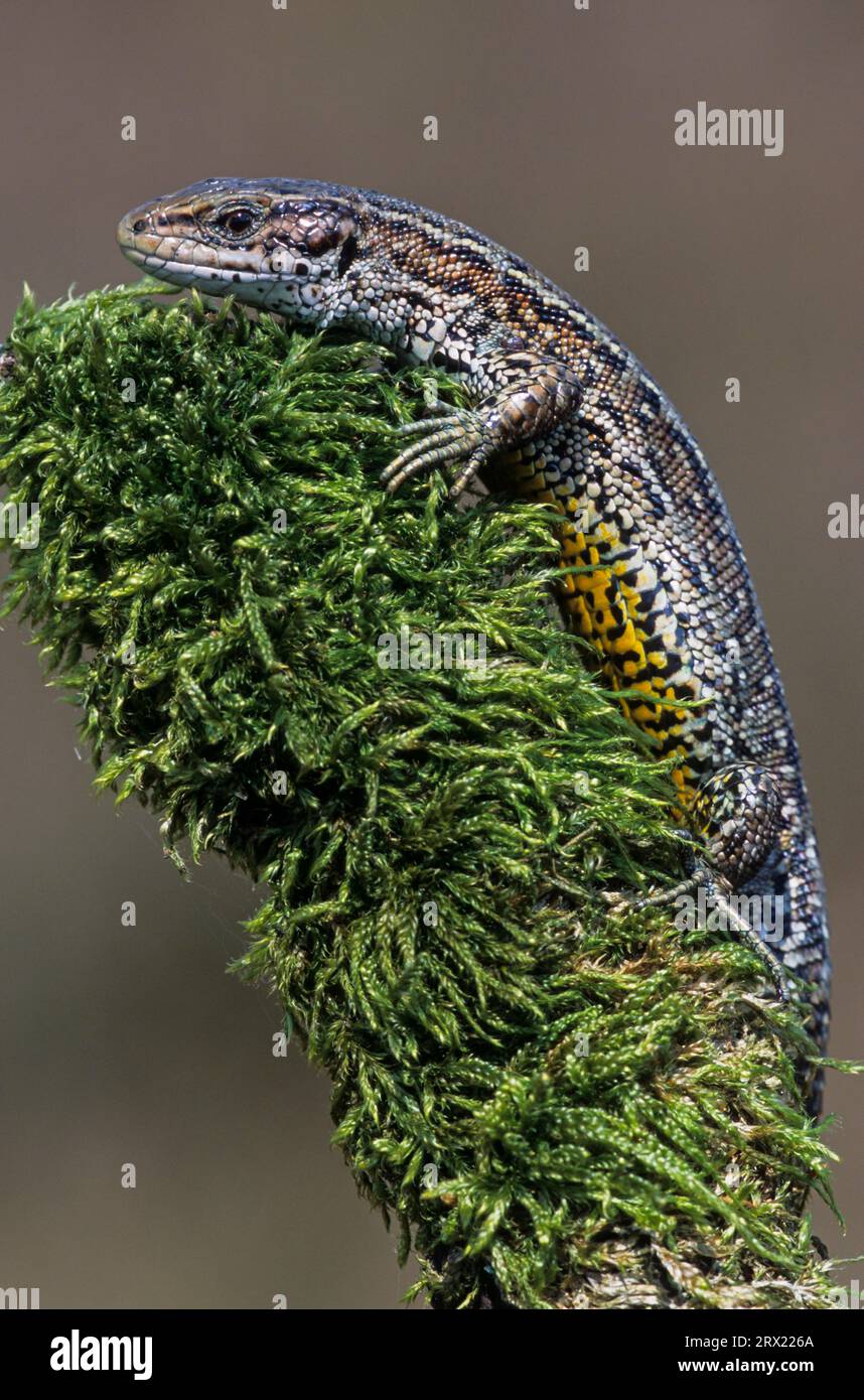 Viviparous lizard (Lacerta vivipara) the males have yellow or orange ...