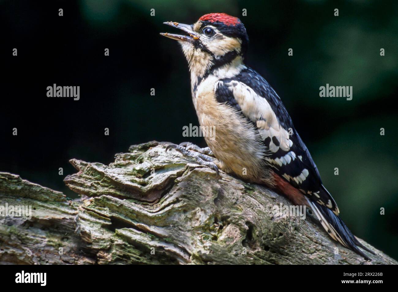 Great Spotted Woodpecker (Picoides major) the young birds leave the ...