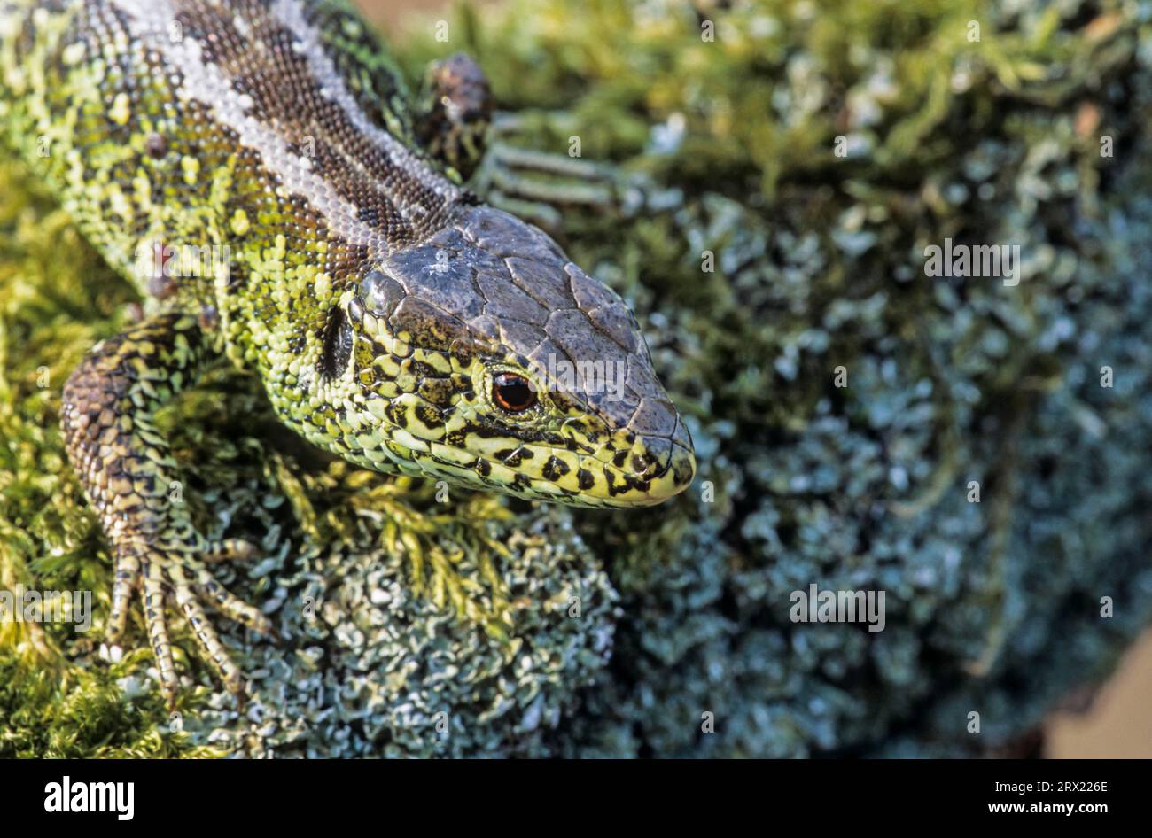 Sand Lizard (Lacerta agilis) after the first moult the mating season ...