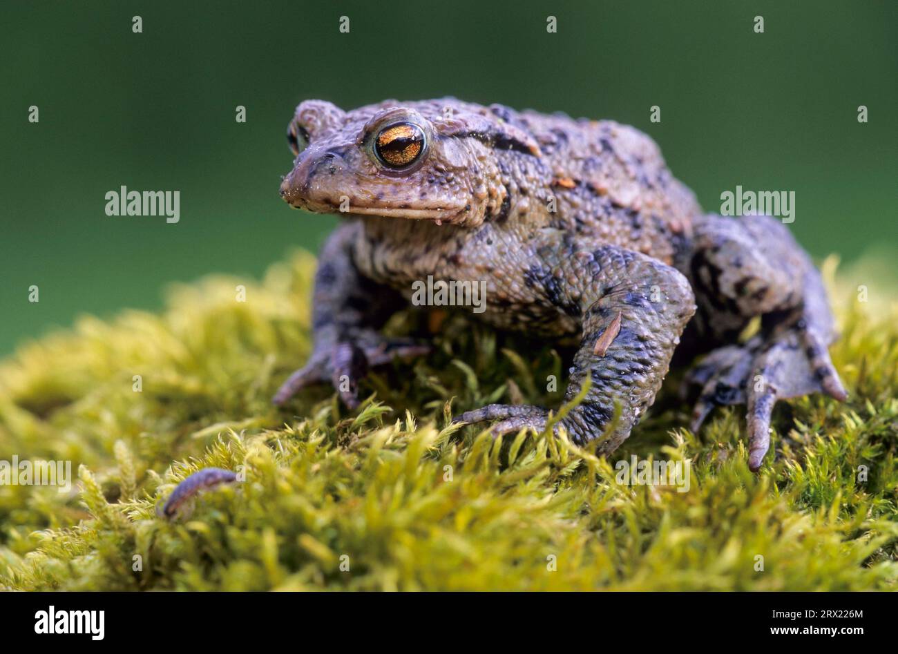 Common toad (Bufo bufo) road traffic causes most deaths, especially in ...