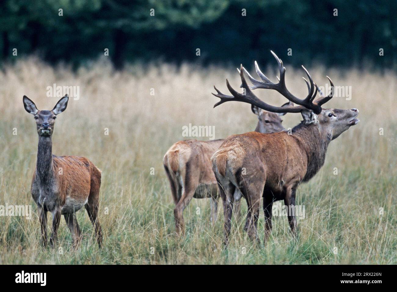 Sick deer hi-res stock photography and images - Alamy