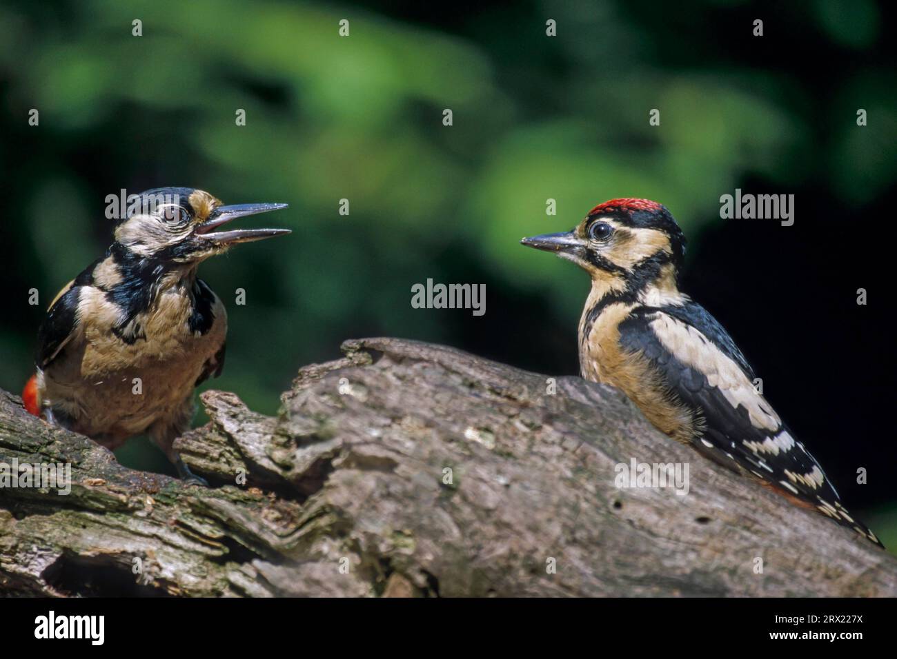 Great Spotted Woodpecker (Picoides major) the eggs incubate for 11, 13 ...