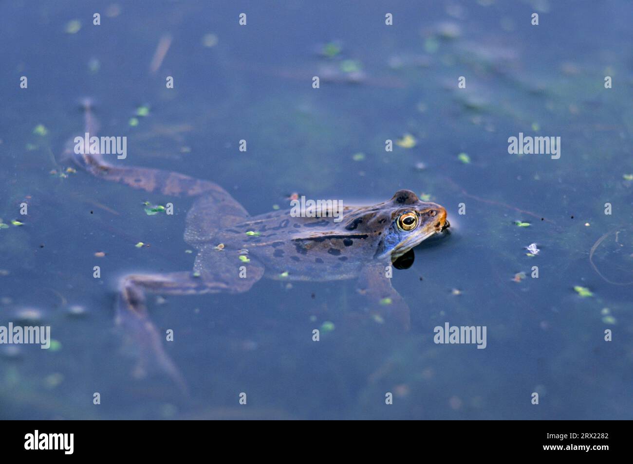 Moor Frog (Rana arvalis) the mating season begins directly after the ...