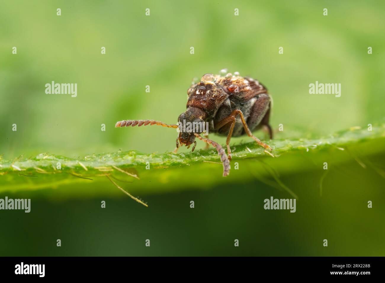 Bean weevil hi-res stock photography and images - Alamy